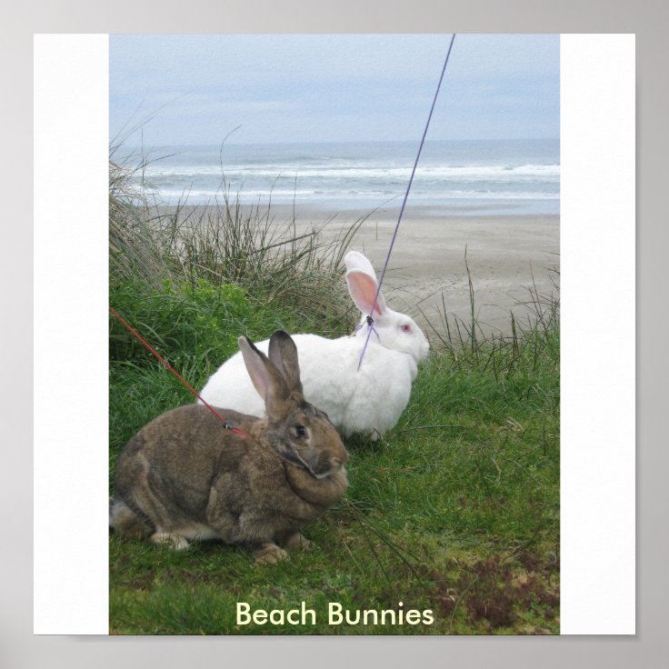Beach Bunnies Poster | Zazzle