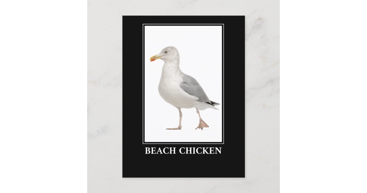Beach Chicken – Seagull Gull Humor Postcard | Zazzle