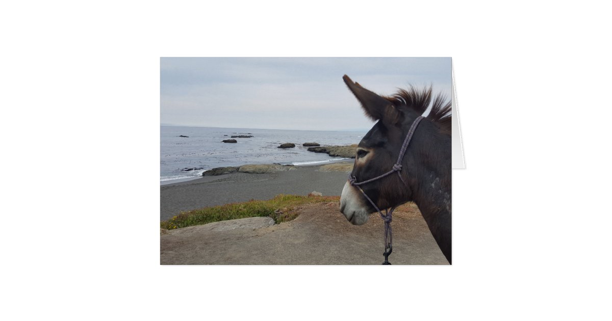 Beach Donkey Contemplates Pacific Ocean | Zazzle
