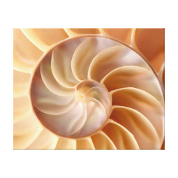 Beach Nautilus Shell Art Canvas Print | Zazzle
