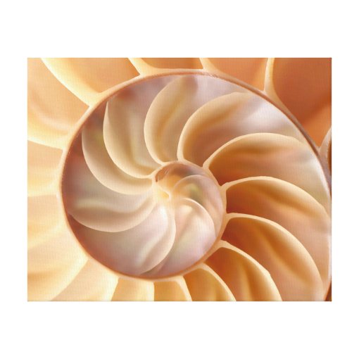 Beach Nautilus Shell Art Canvas Print | Zazzle