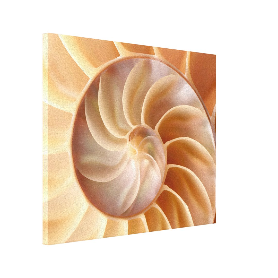 Beach Nautilus Shell Art Canvas Print | Zazzle
