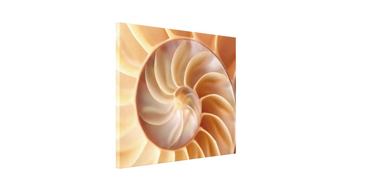 Beach Nautilus Shell Art Canvas Print | Zazzle