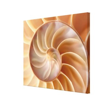 Beach Nautilus Shell Art Canvas Print | Zazzle