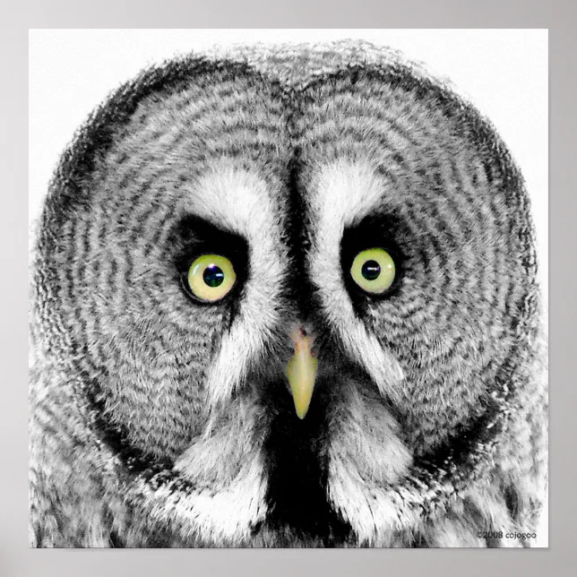 'Beady Eyes' Owl Poster | Zazzle