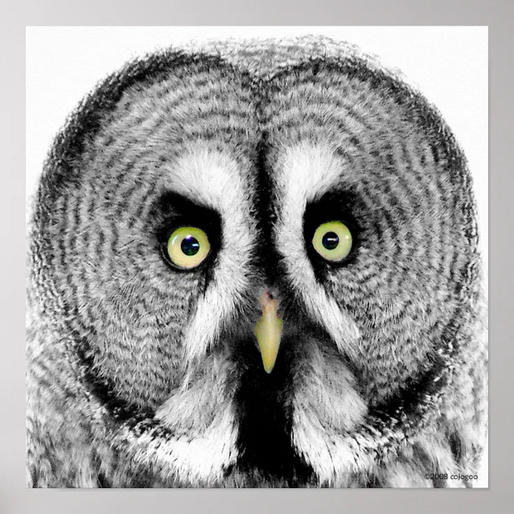 'Beady Eyes' Owl Poster | Zazzle