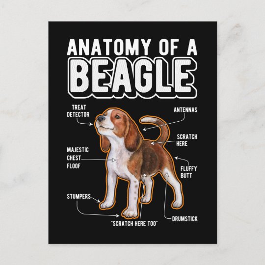 Beagle Anatomy Funny Dog Postcard | Zazzle.com