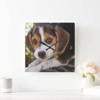 Beagle Baby Dog Square Wall Clock | Zazzle