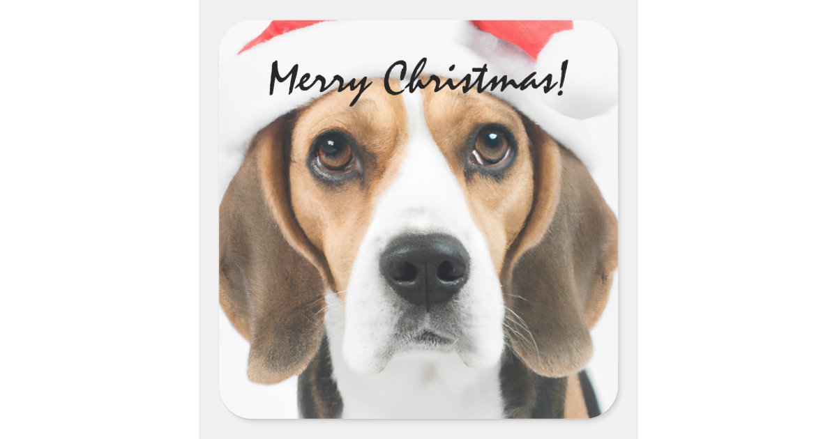 Beagle Christmas Square Sticker | Zazzle
