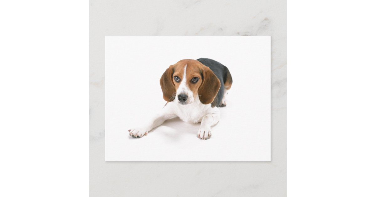 Beagle Dog Postcard | Zazzle