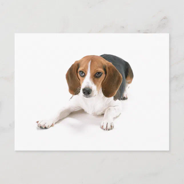 Beagle Dog Postcard | Zazzle