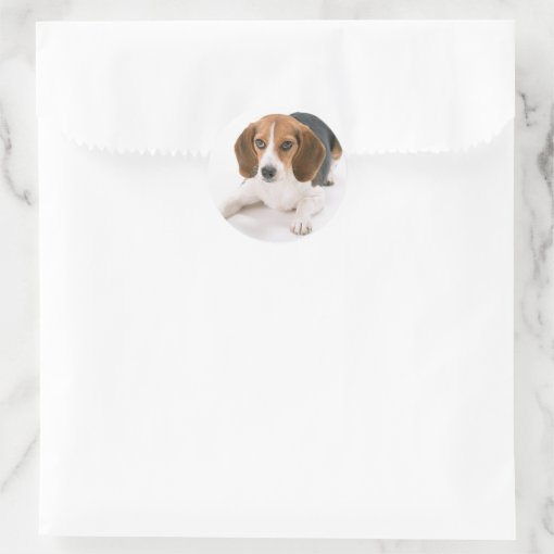 Beagle Dog Stickers | Zazzle