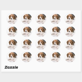 Beagle Dog Stickers | Zazzle