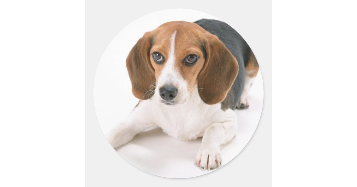 Beagle Dog Stickers | Zazzle