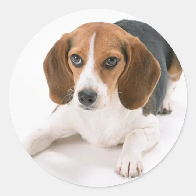 Beagle Dog Stickers | Zazzle