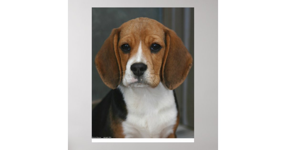 Beagle Portrait Poster | Zazzle