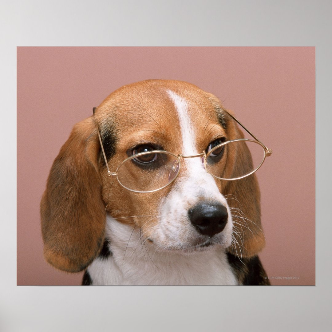 Beagle Poster | Zazzle
