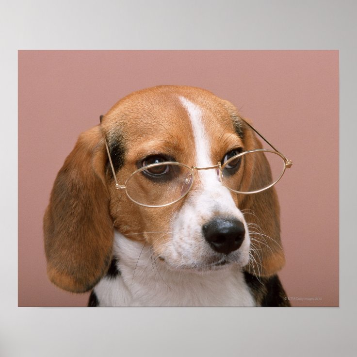 Beagle Poster | Zazzle