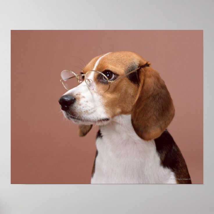 Beagle Poster | Zazzle