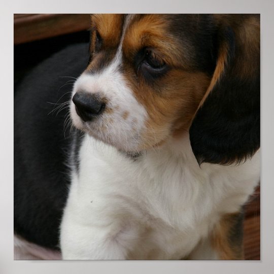 Beagle Pup Print | Zazzle.com