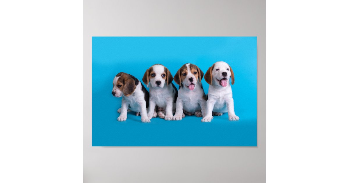 Beagle Puppies Poster | Zazzle