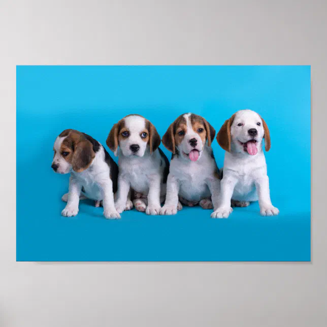 Beagle Puppies Poster | Zazzle
