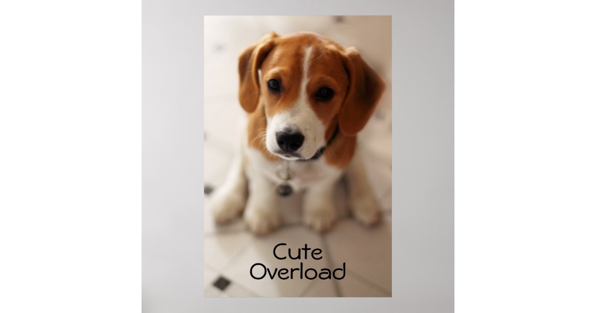 Beagle Puppy 2 Poster | Zazzle