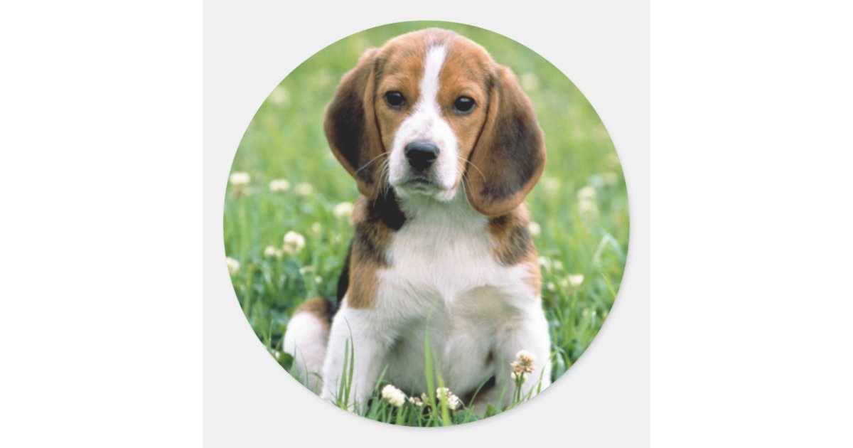 Beagle Puppy Classic Round Sticker | Zazzle