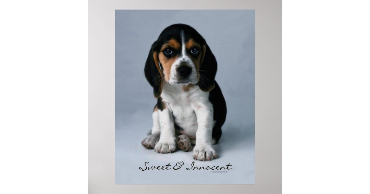 Beagle Puppy Dog Poster | Zazzle