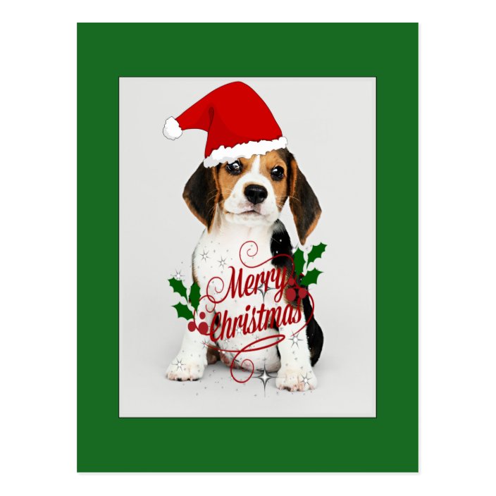 Beagle Puppy in Santa Hat - Merry Christmas Postcard | Zazzle.com