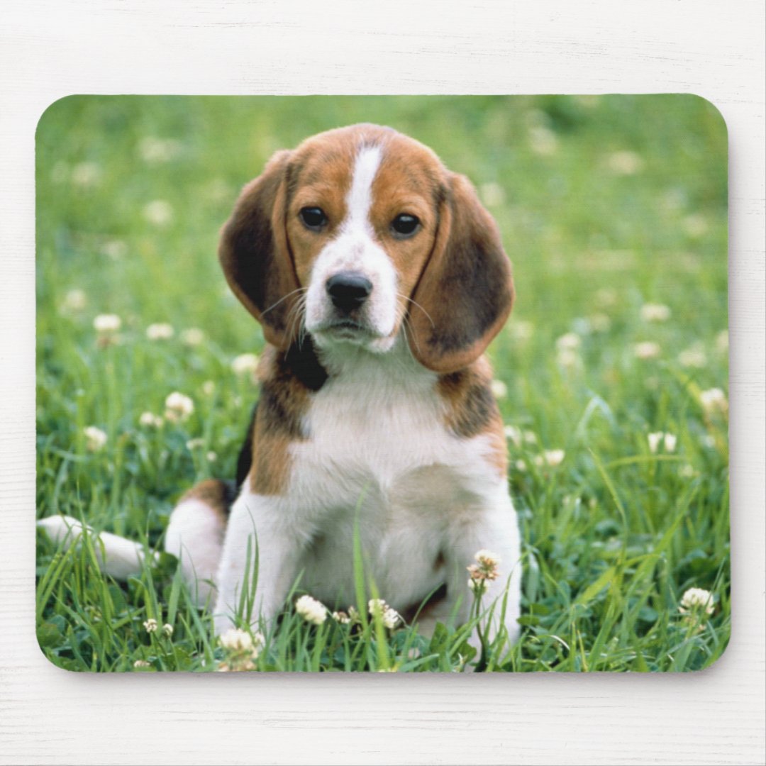 Beagle Puppy Mouse Pad | Zazzle