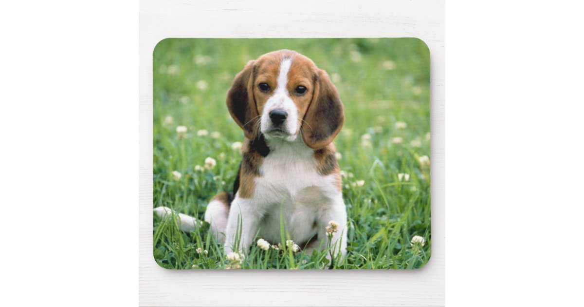 Beagle Puppy Mouse Pad | Zazzle