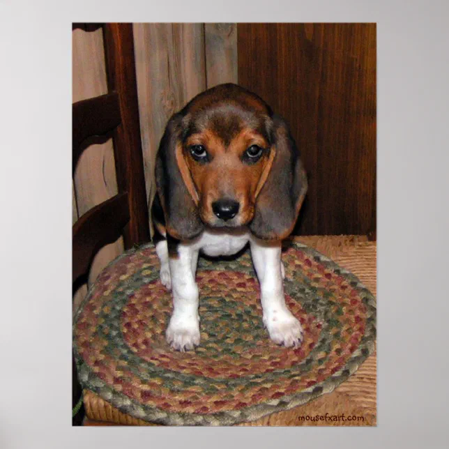 Beagle Puppy Poster | Zazzle