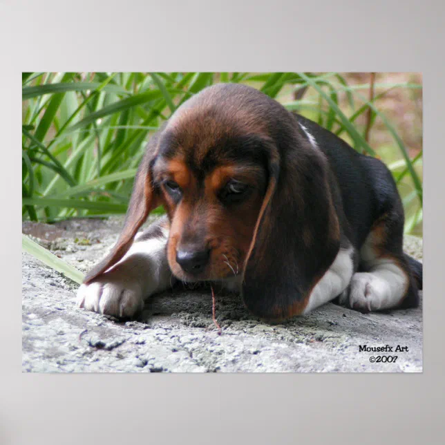 Beagle Puppy Poster | Zazzle