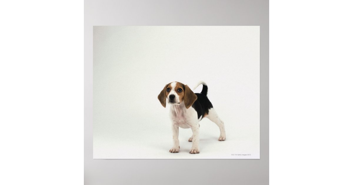 Beagle puppy poster | Zazzle
