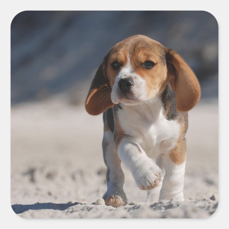 Beagle puppy square sticker | Zazzle