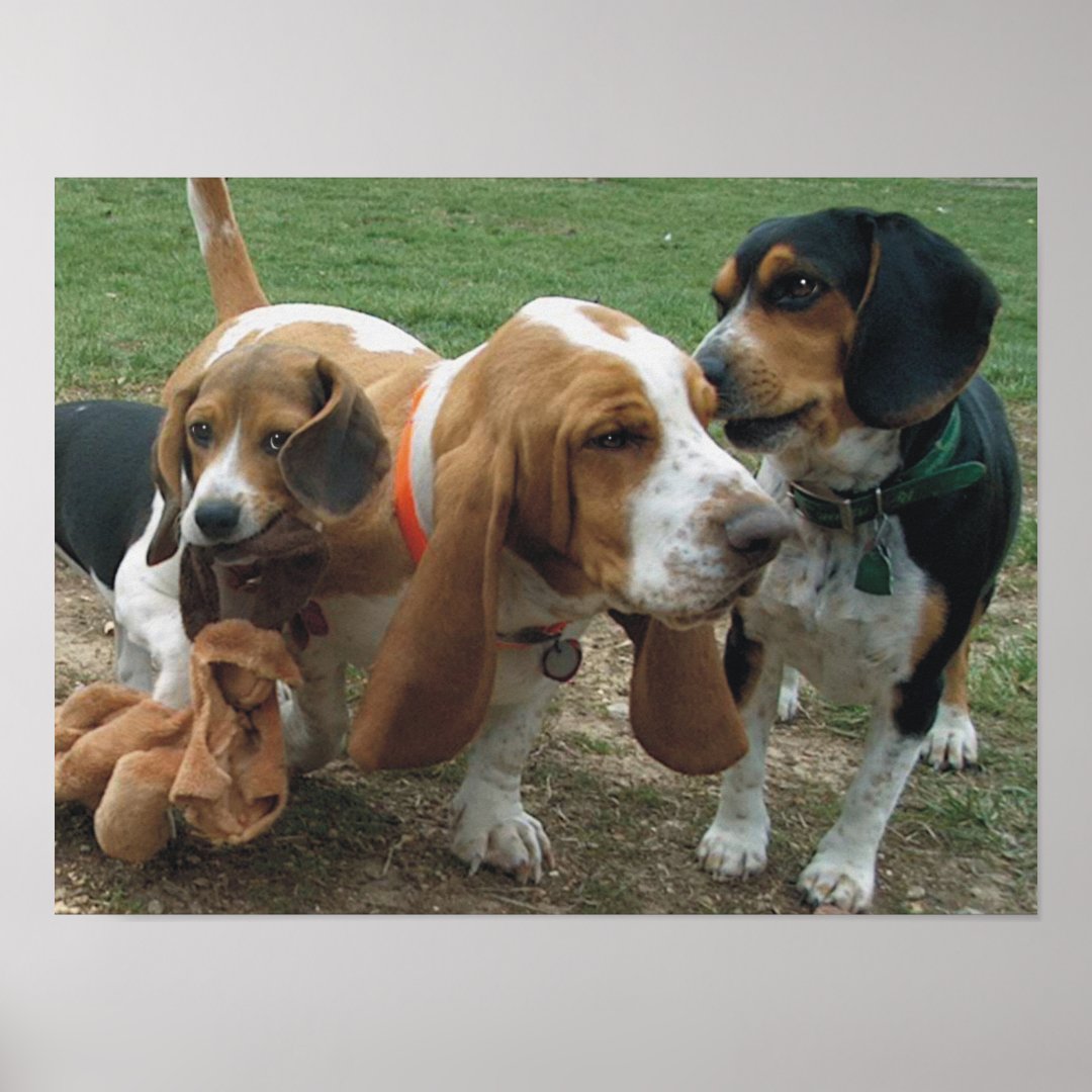 Beagles & Basset Hound Friends Poster | Zazzle