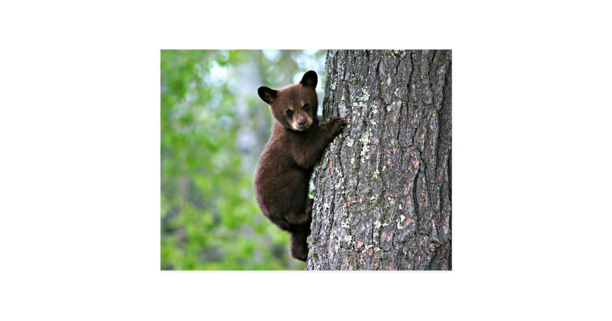 Bear Club Climbing a Tree Postcard | Zazzle.com