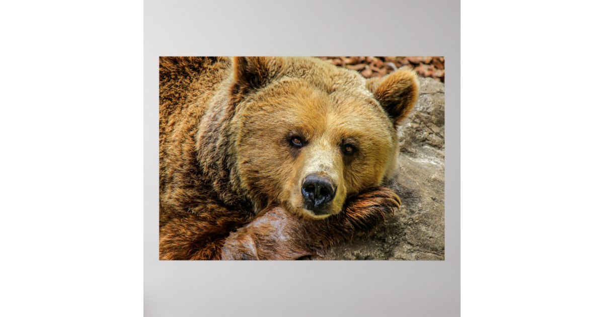 Bear Poster | Zazzle