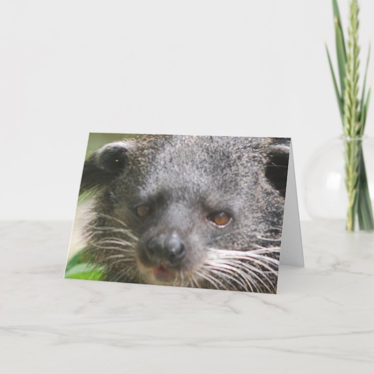 Bearcat Greeting Card | Zazzle