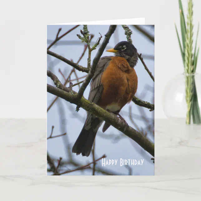 Beautiful American Robin Birthday Greeting Card | Zazzle