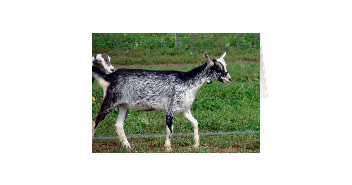 Beautiful Amish Goat Blank Inside Greeting Card | Zazzle