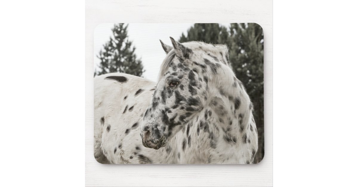 Beautiful Appaloosa Horse, Western, Appy Mouse Pad | Zazzle