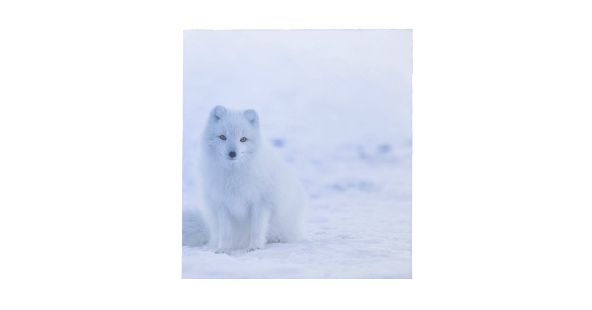 Beautiful Arctic Fox Notepad | Zazzle