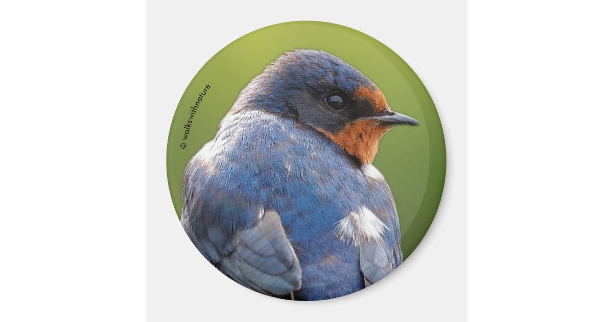 Beautiful Barn Swallow Magnet | Zazzle