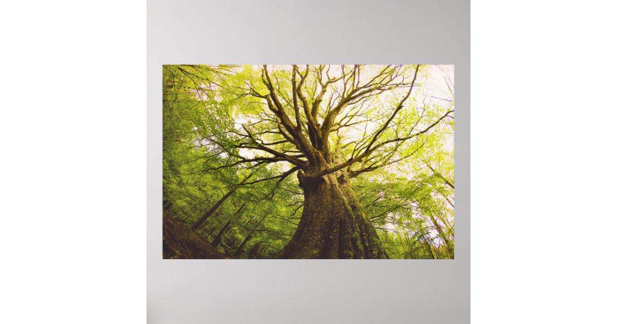 Beautiful Beech Tree Poster | Zazzle