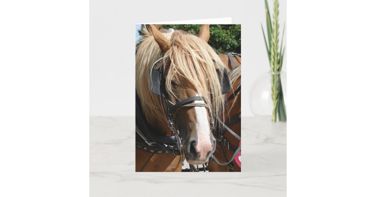 Beautiful Belgian Card | Zazzle