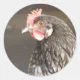 Beautiful Blue Hen Classic Round Sticker | Zazzle
