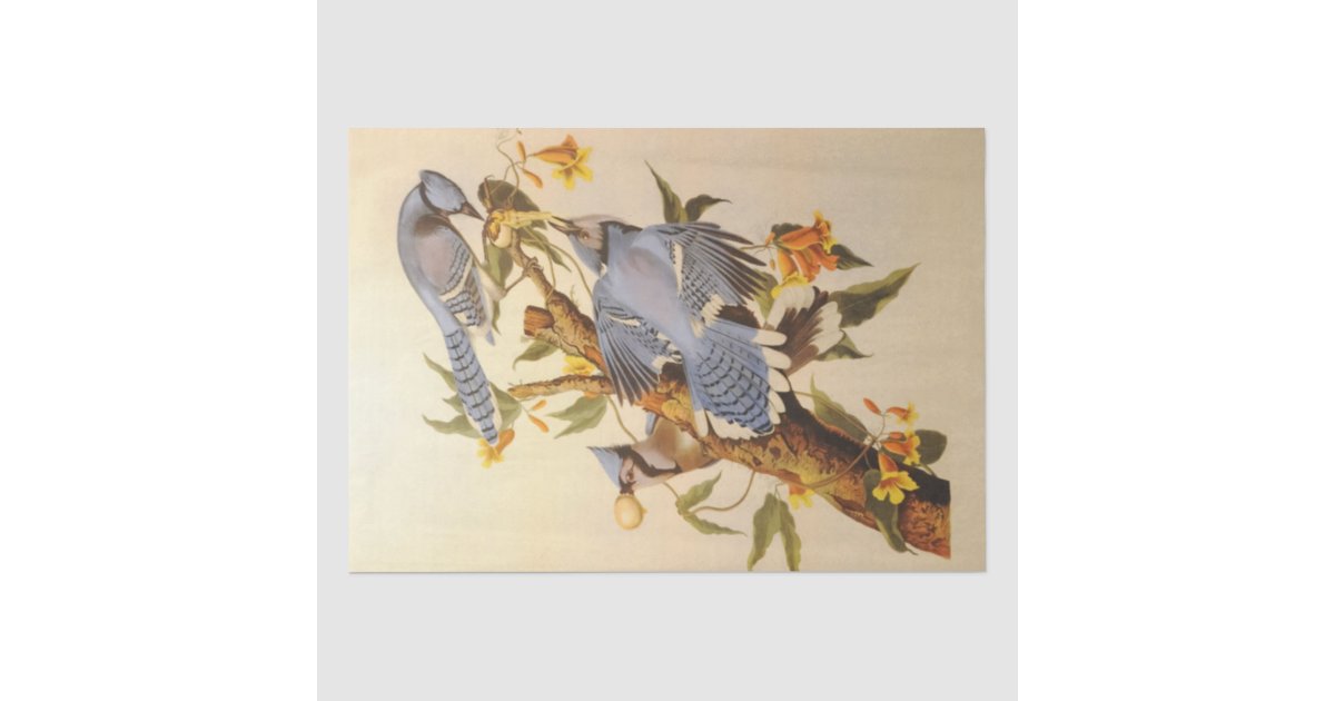 Beautiful Blue Jays decoupage furniture Tissue Paper | Zazzle