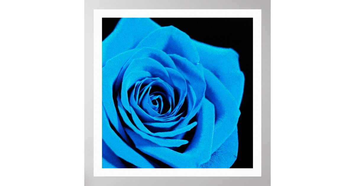 Beautiful blue rose poster | Zazzle